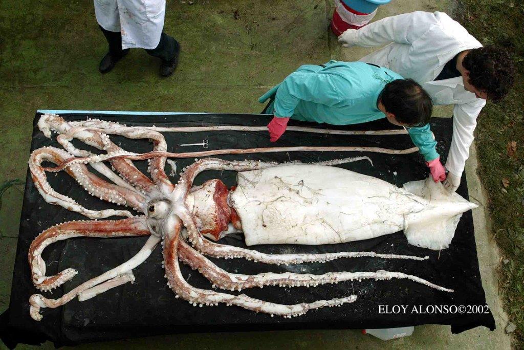 “Dicen que el calamar colosal, de 450 kilos y 10 metros, sabe exquisito ...