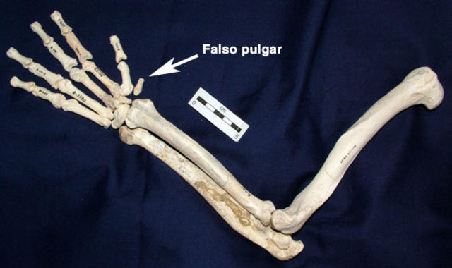 Aclaran cómo se defendía una rara especie de carnívoro que habitaba ...