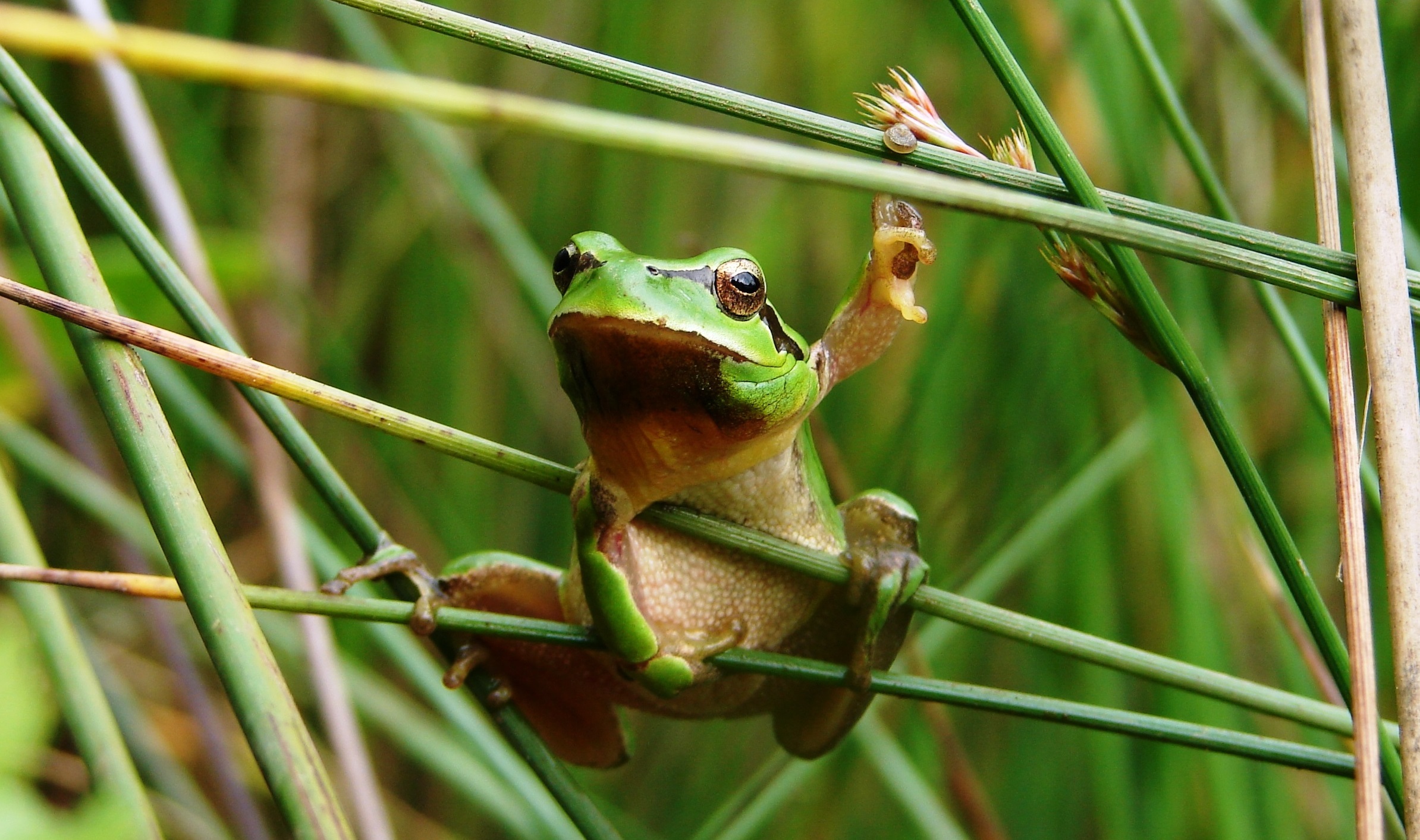 Larvas de ranas y sapos se hacen vegetarianas por el calor / Noticias ...
